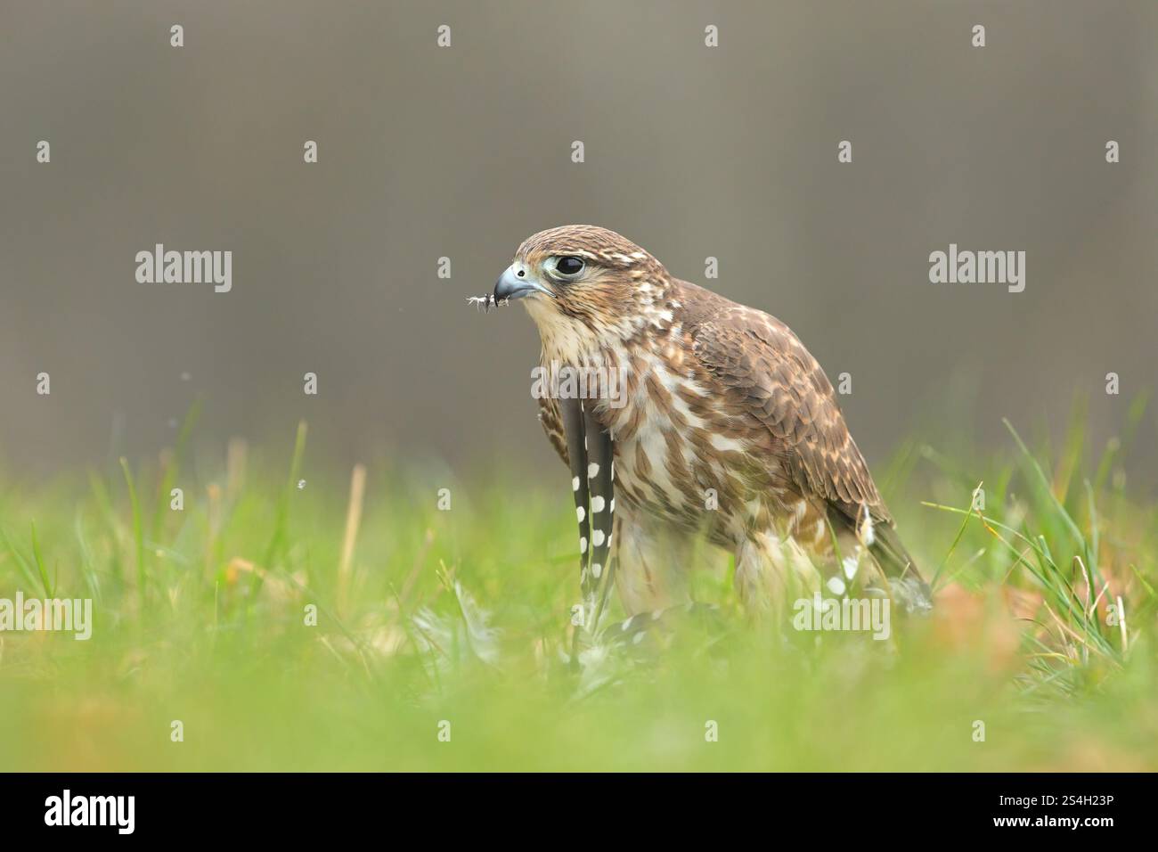 Merlin Falco columbarius eating caught hunting bird woodpecker bird ...