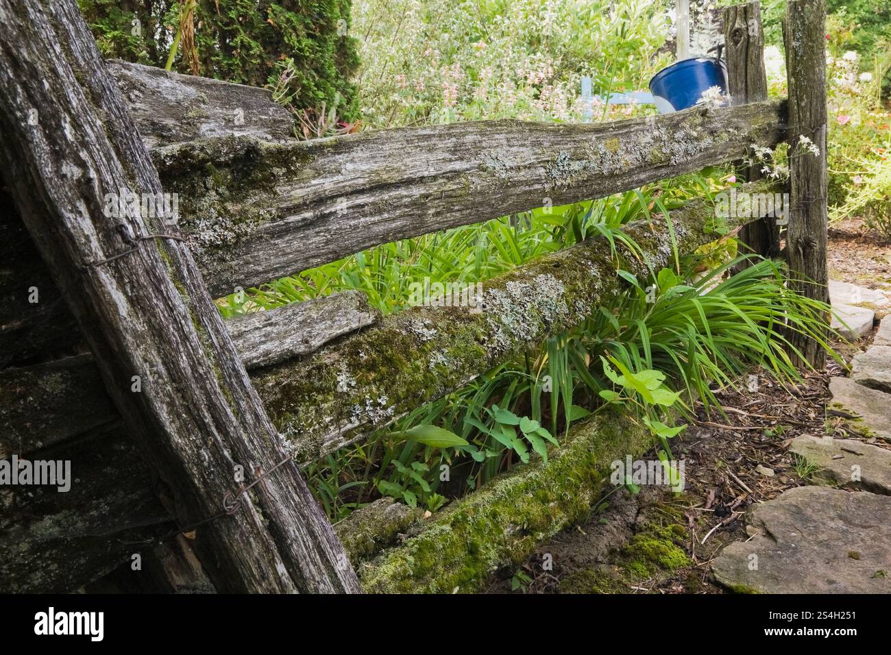 Old wooden rustic perch ranch fence covered with green Bryophyta - Moss ...