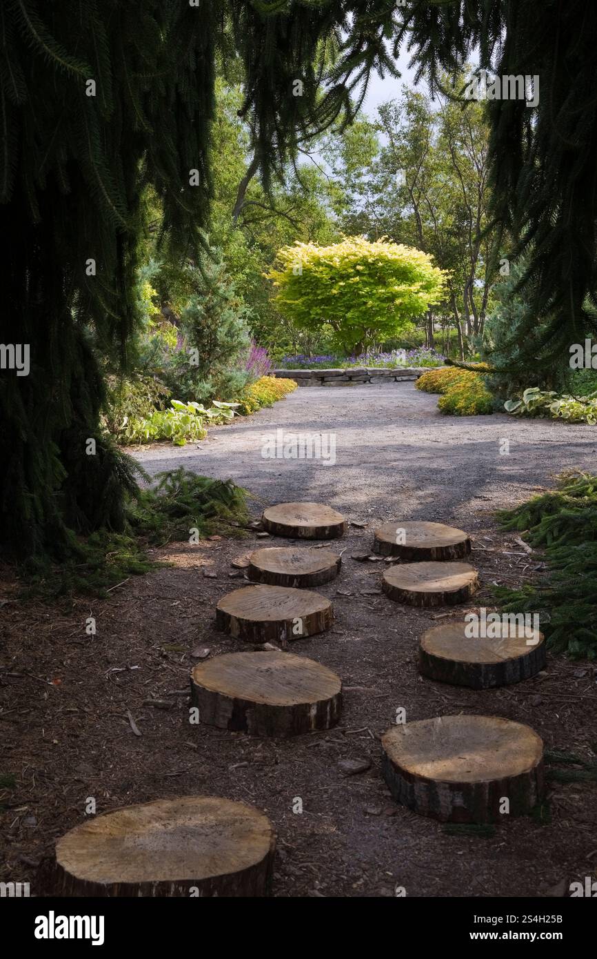 Tree stump path steps through silhouetted natural Picea pendula ...