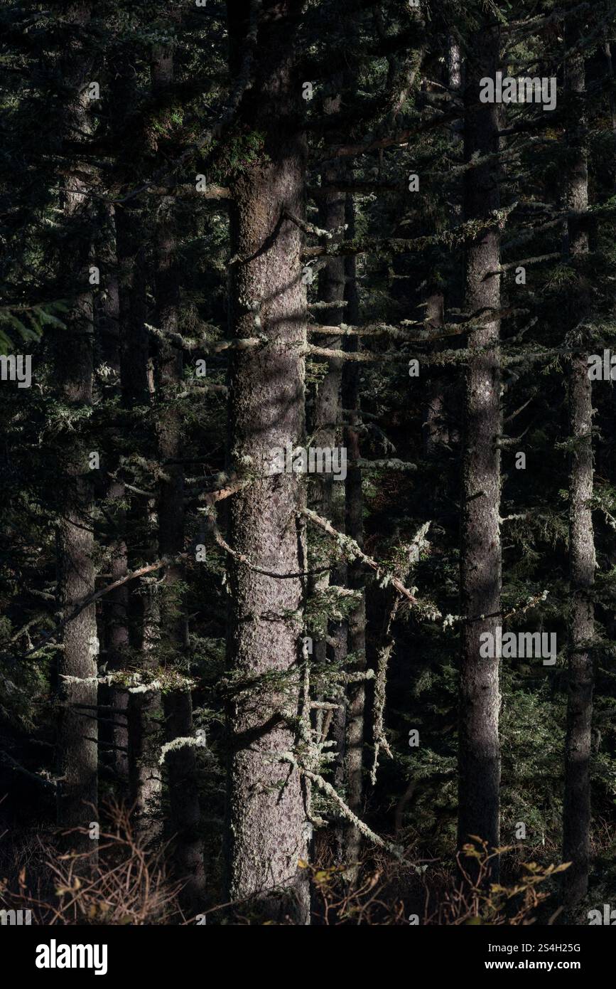 Pacific coast forest spruce forest hi-res stock photography and images ...