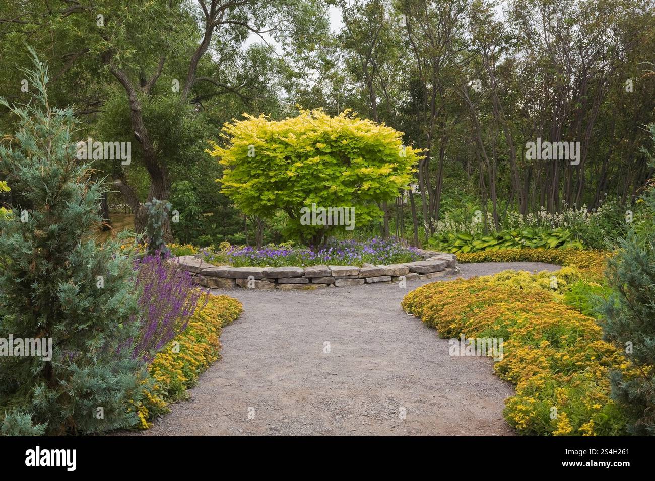 Gravel path leading to raised stone border with violet Viola flowers ...