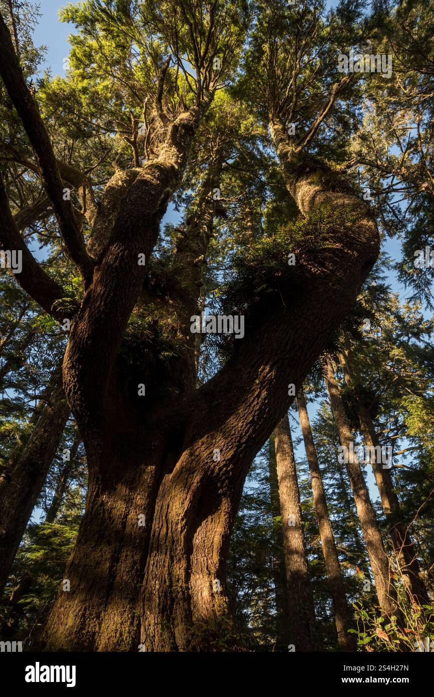 Branching Western hemlock tree, Cape Lookout State Park, Oregon Stock ...