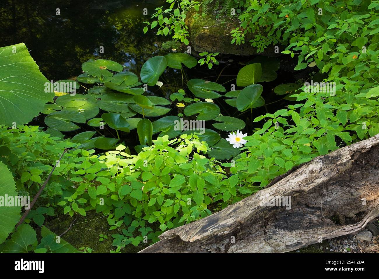 Decayed tree trunk and white and yellow Nymphaea alba - Waterlily ...