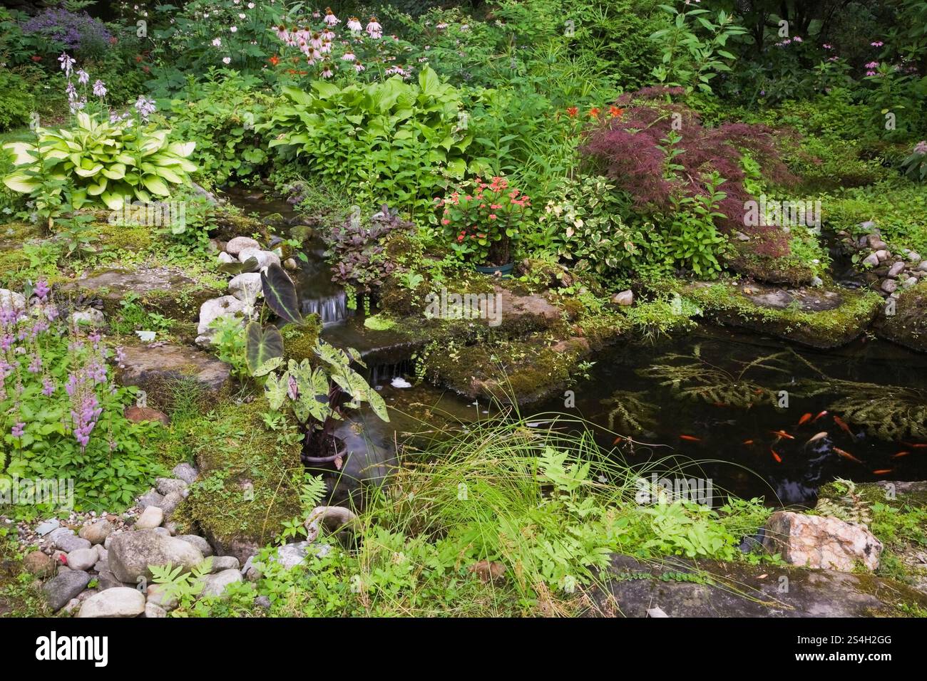 Cyprinus carpio - Japanese Koi fish in pond with stream and cascading ...
