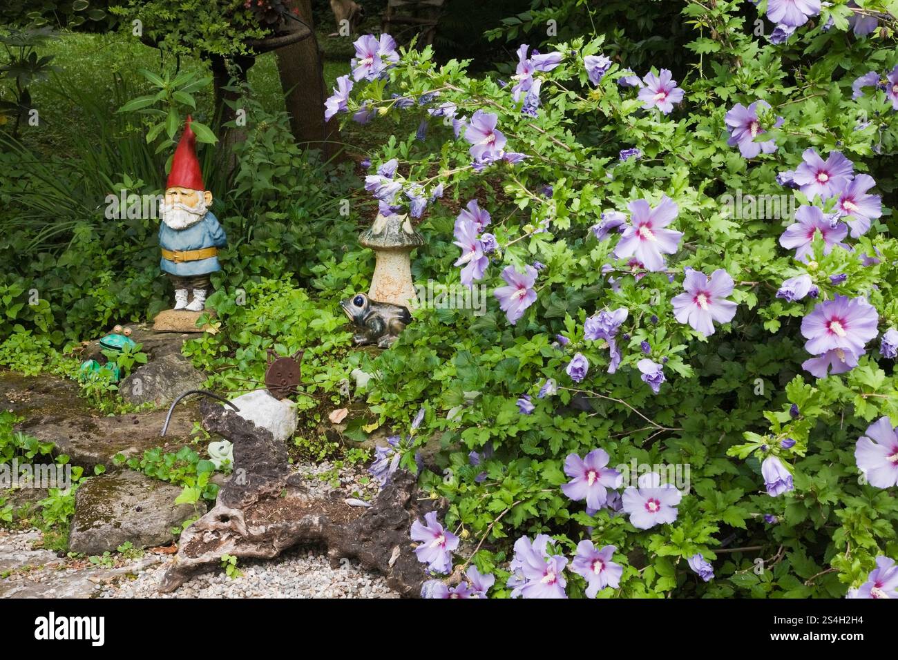 Lavender Hibiscus syriacus 'Rose of Sharon' flowers, blue and red ...