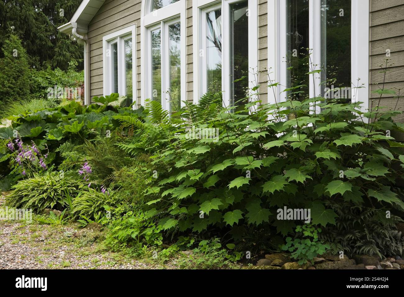 Hostas and ferns hi-res stock photography and images - Alamy