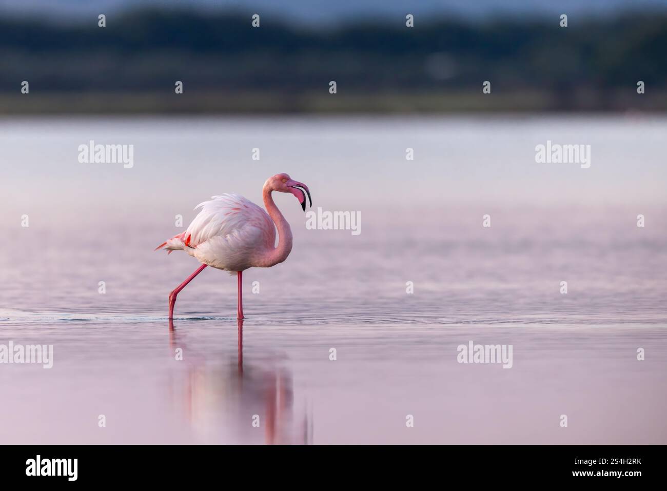 The greater flamingo (Phoenicopterus roseus) is the largest species of ...