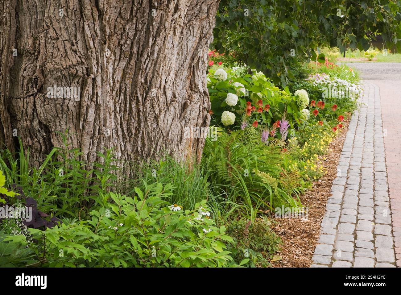 Paving stone alley next to mixed border with large Populus deltoides ...