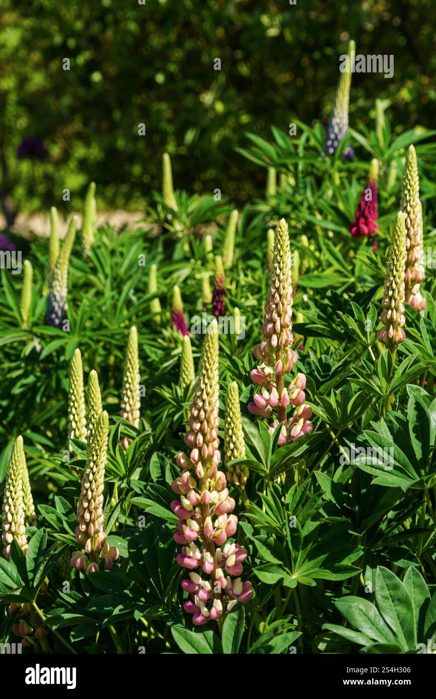 A beautiful garden filled with blooming lupines. Various colours and ...