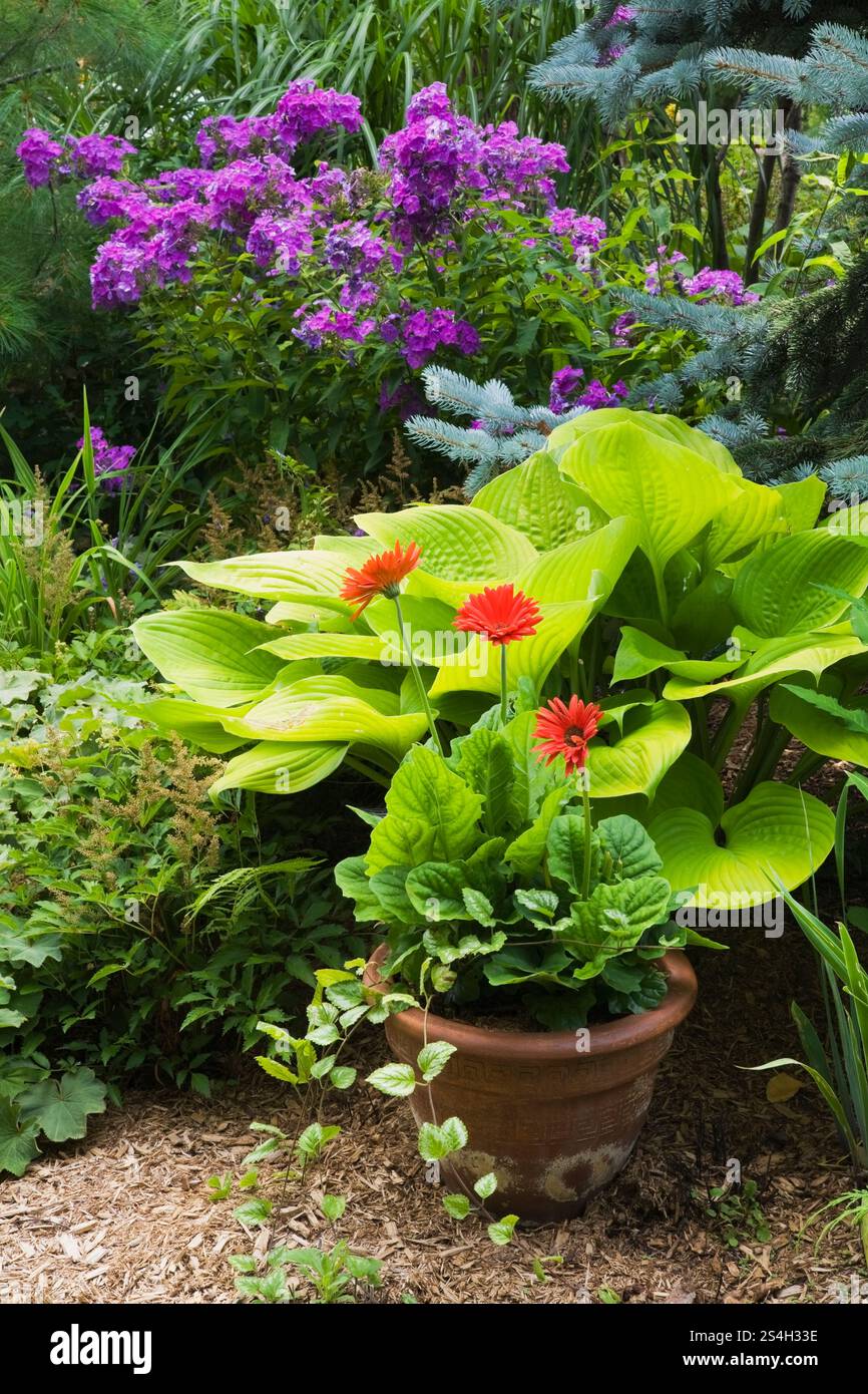Terracotta planter with red Gerberas in border with Hosta 'Sum and ...