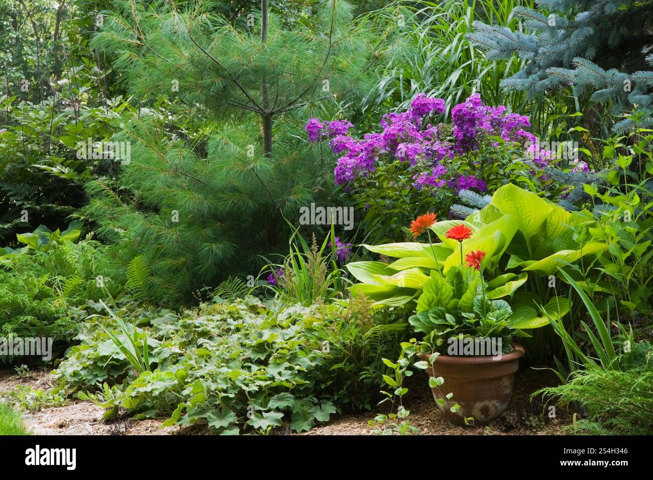 Terracotta planter with red Gerberas in border with Hosta 'Sum and ...