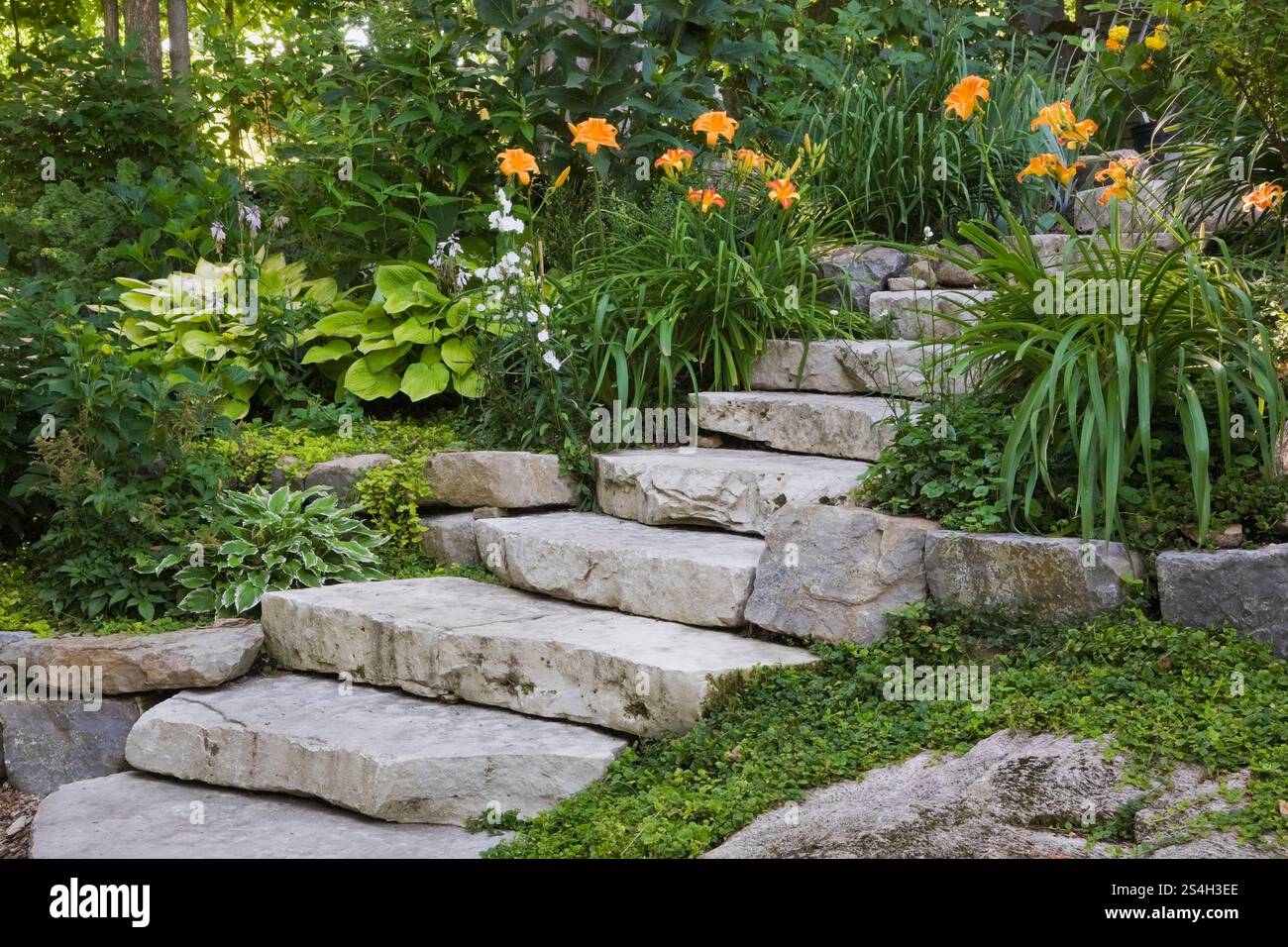 Natural stone steps and mixed borders with Hostas and orange ...