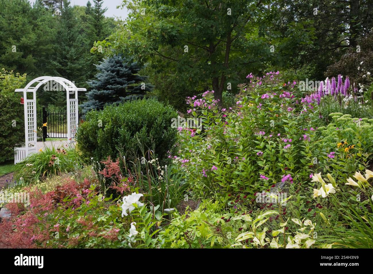 White painted wooden arbour borderd by Thuja occidentalis - Cedar tree ...