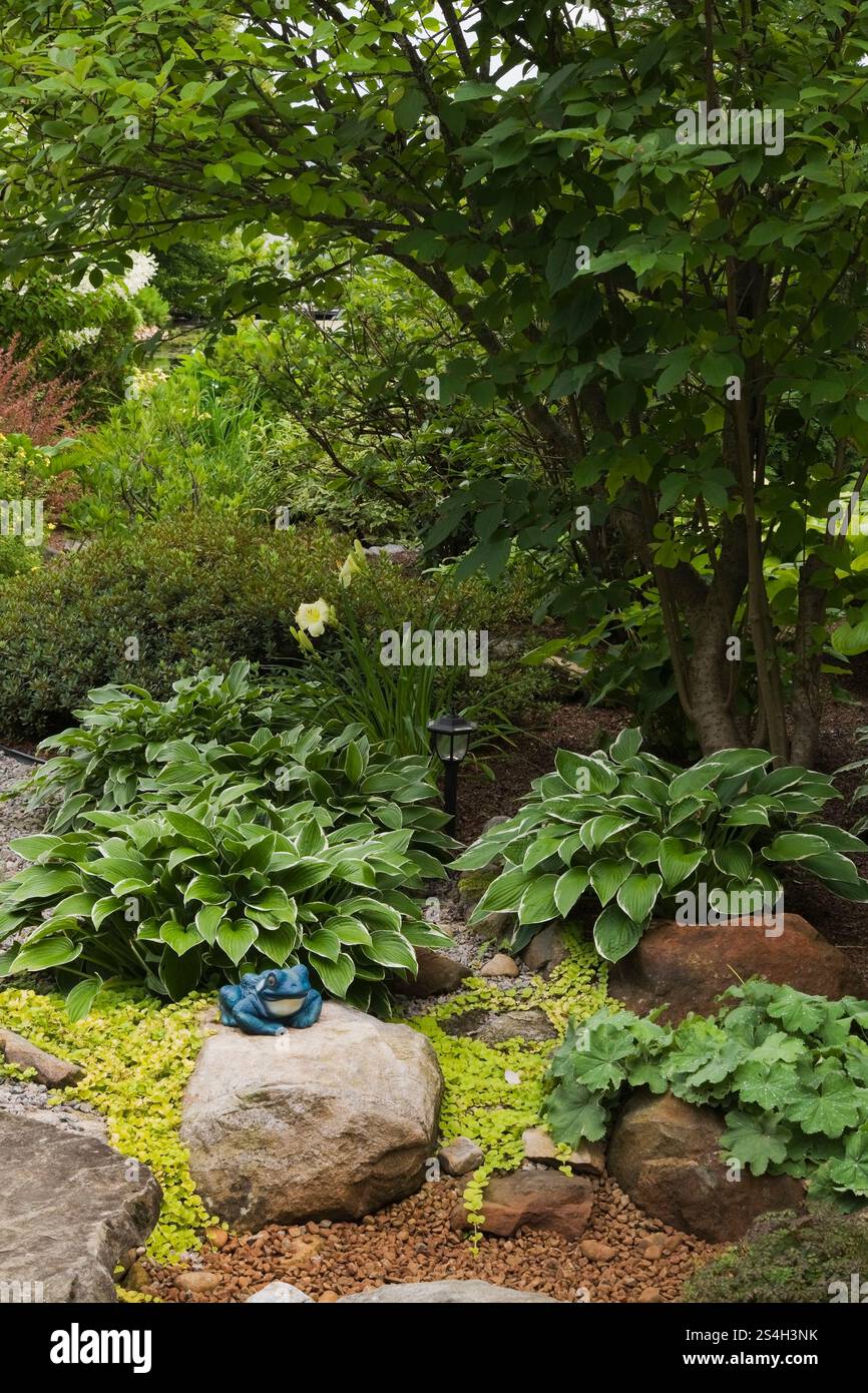 Blue frog sculpture on top of rock in gravel border with Hosta and ...