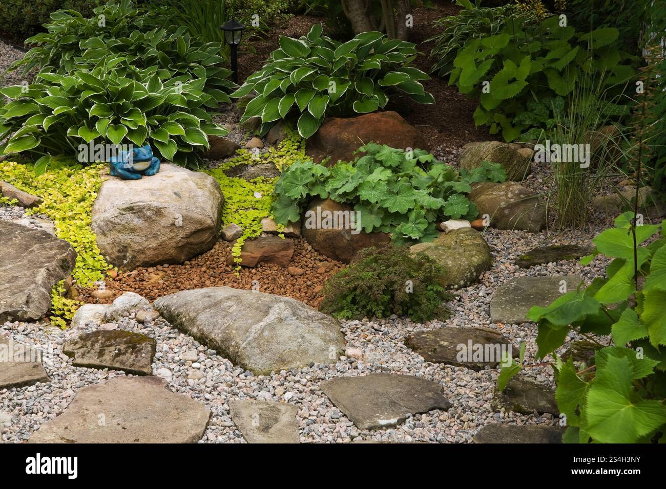Blue frog sculpture on top of rock in gravel border with Hosta and ...