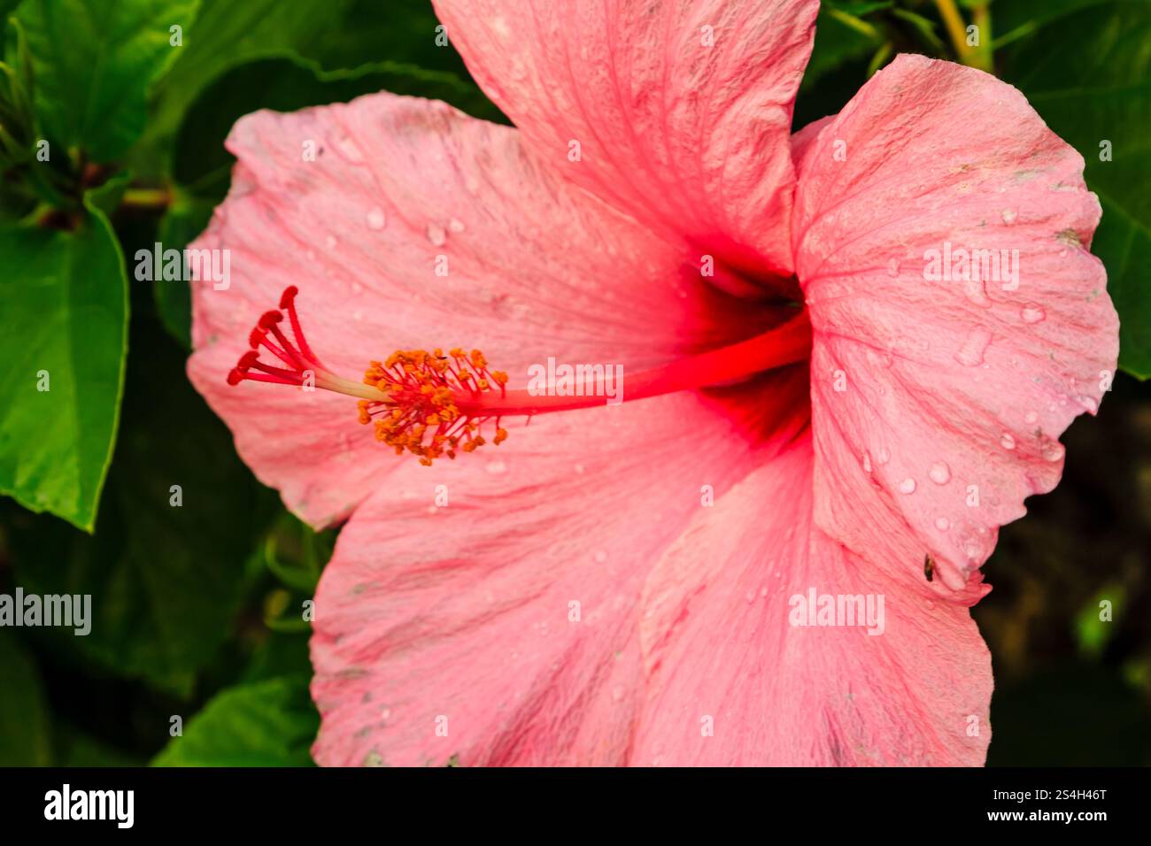 A pink flower with a red center. The flower is surrounded by green ...