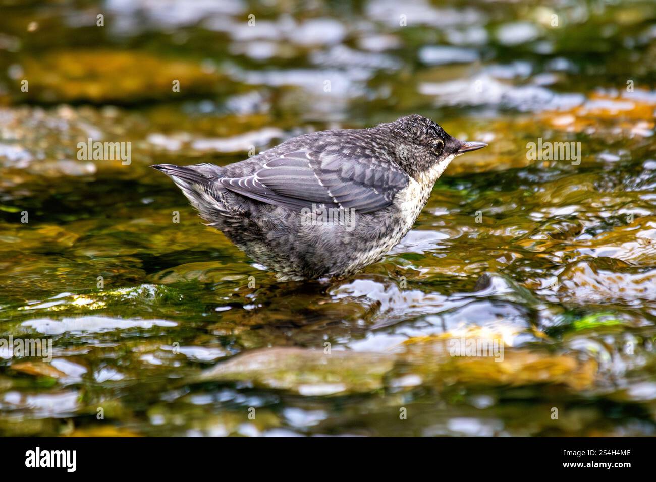 The Irish Dipper, a small aquatic songbird, feeds on insects and their ...