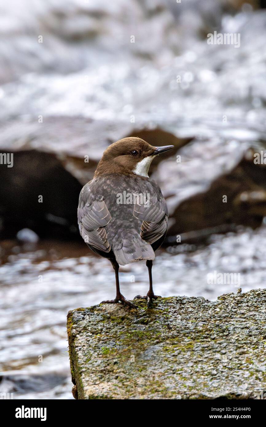 The Irish Dipper, a small aquatic songbird, feeds on insects and their ...