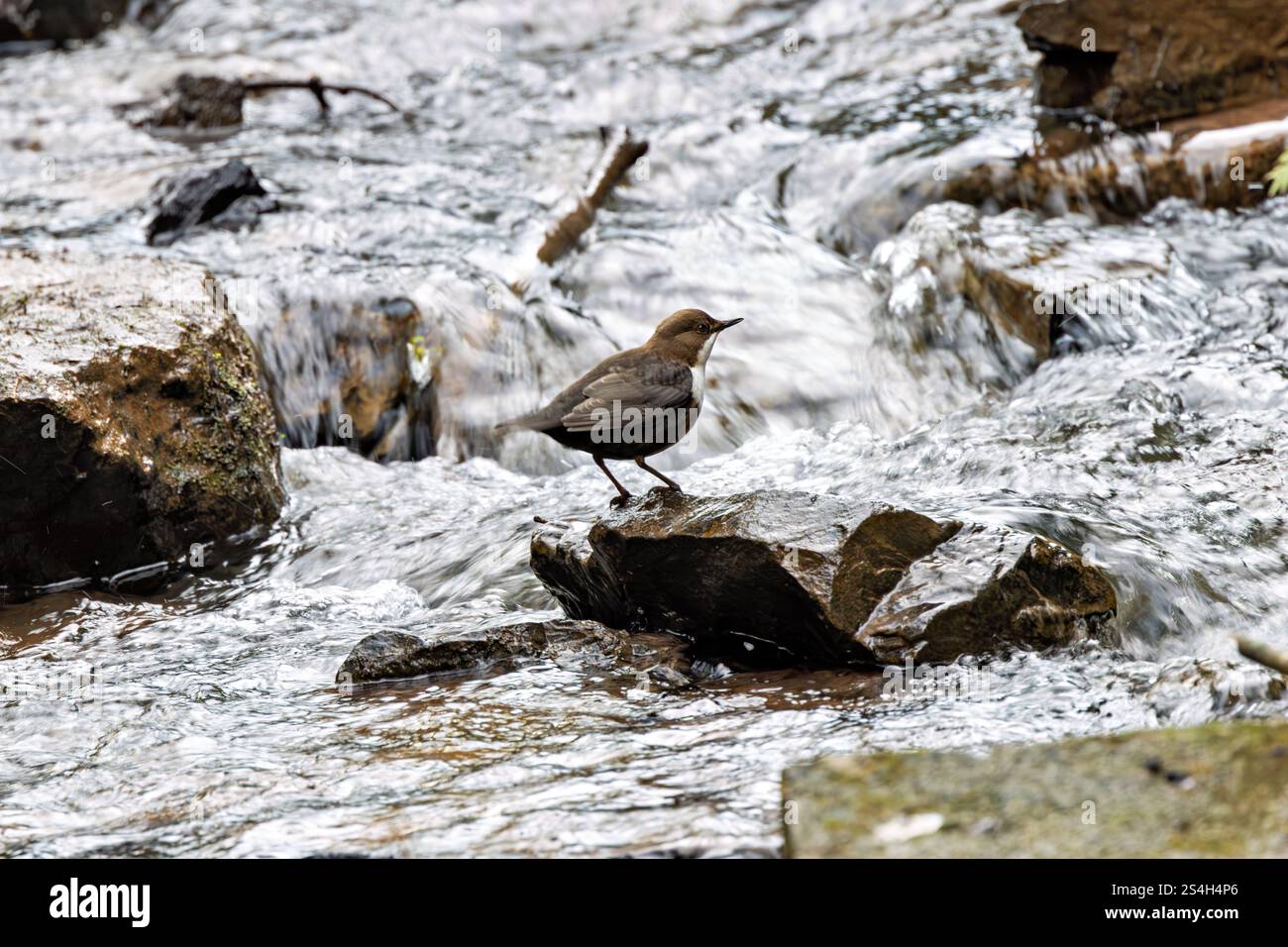 The Irish Dipper, a small aquatic songbird, feeds on insects and their ...