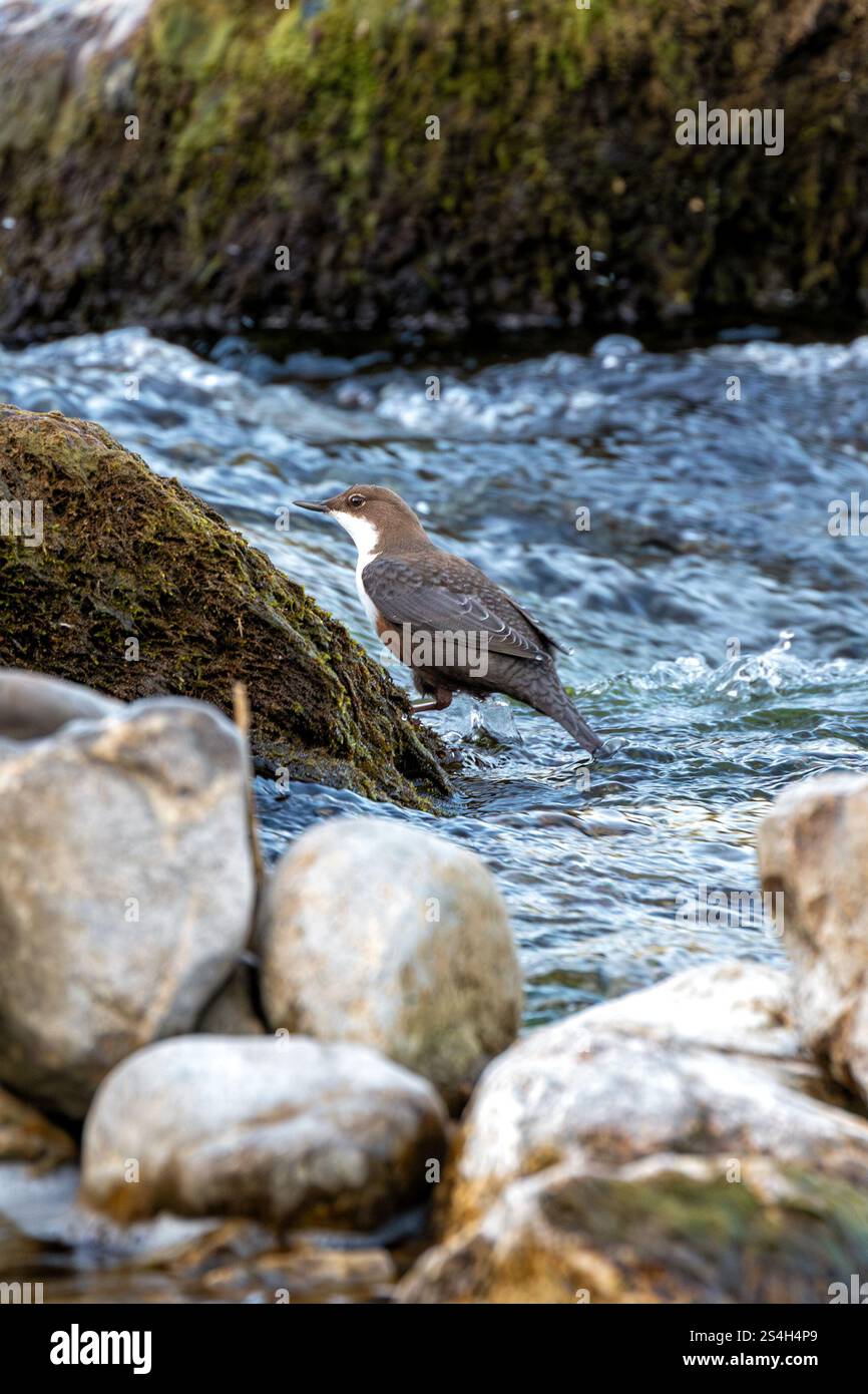 The Irish Dipper, a small aquatic songbird, feeds on insects and their ...