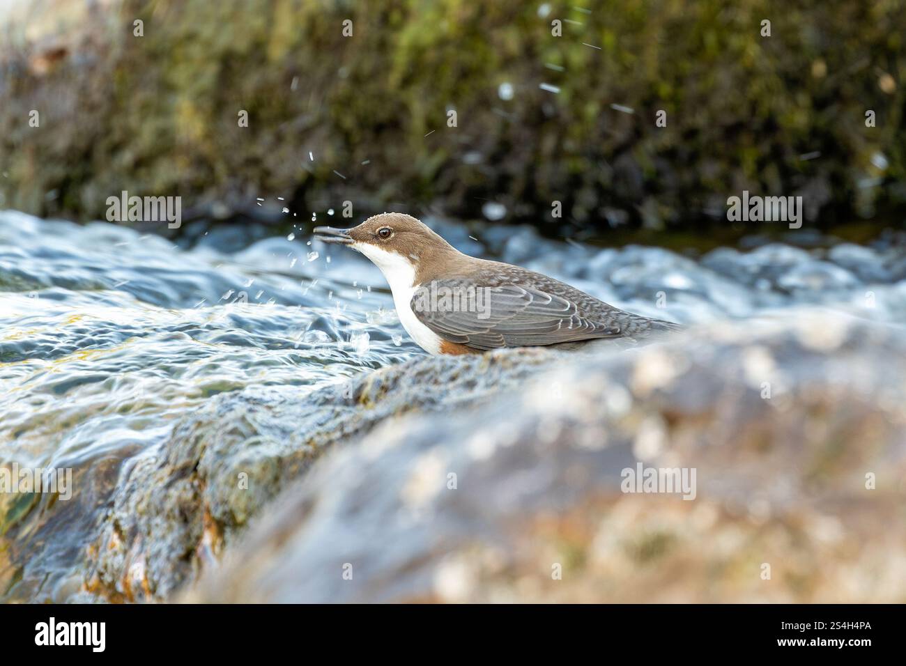 The Irish Dipper, a small aquatic songbird, feeds on insects and their ...