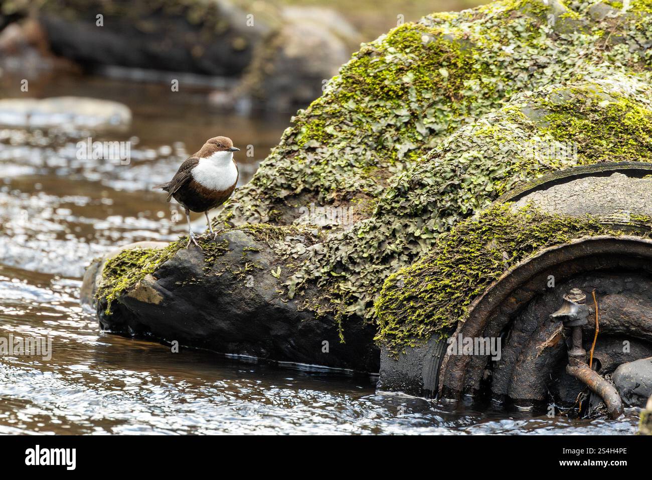 The Irish Dipper, a small aquatic songbird, feeds on insects and their ...