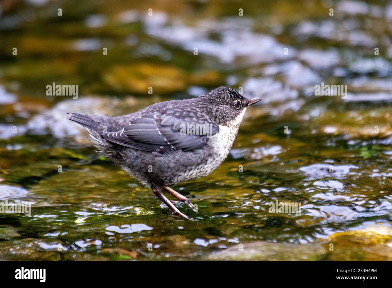 The Irish Dipper, a small aquatic songbird, feeds on insects and their ...
