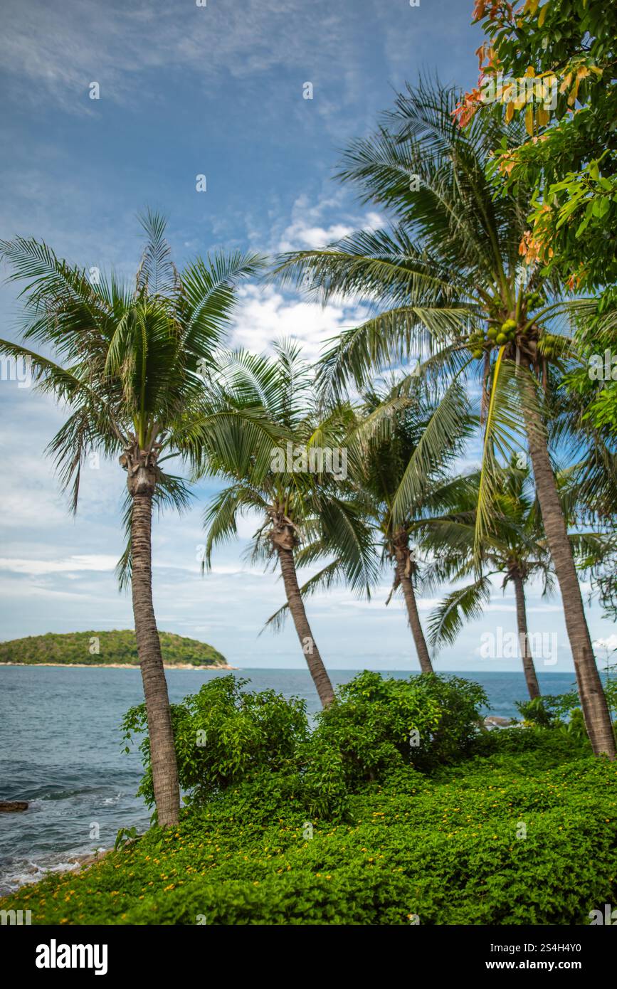 palm trees by the sea Asia Stock Photo - Alamy