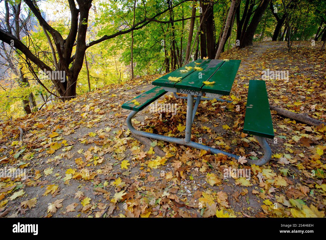 Park picnic table bench rest under the maple tree Stock Photo - Alamy