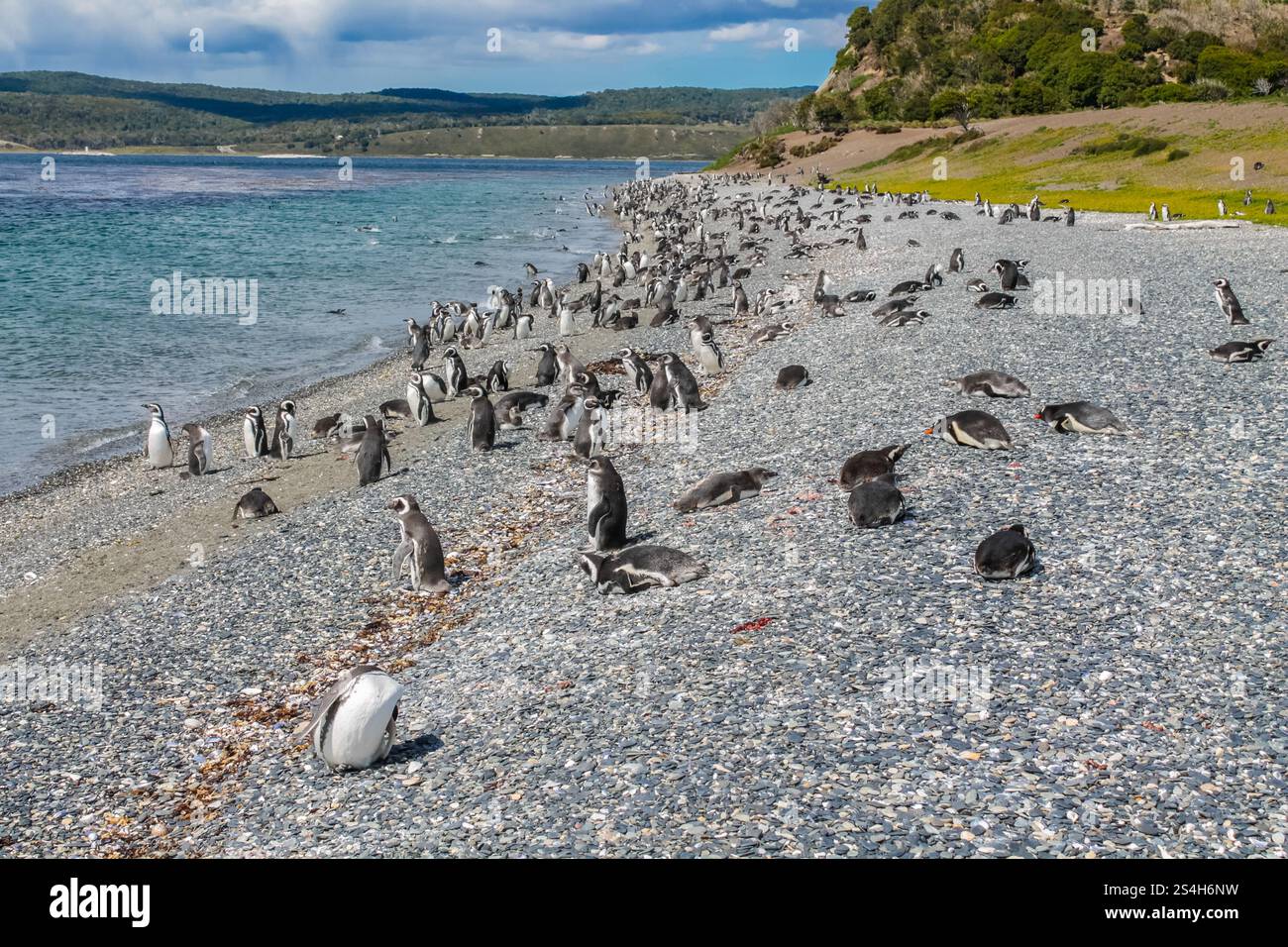 Magellanic penguins colony on Isla Martillo in Ushuaia, Argentina ...