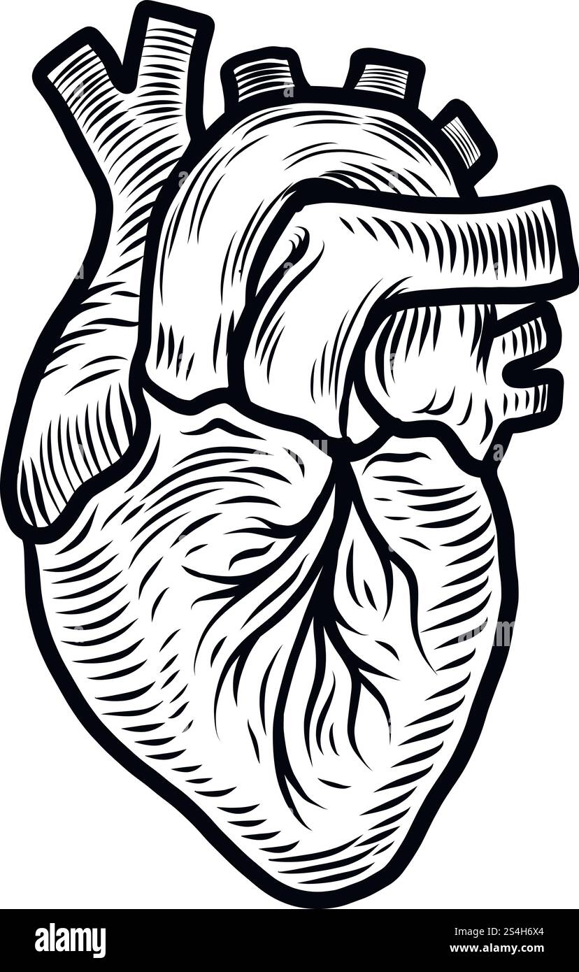 Anatomical heart organ icon. Hand drawn illustration of anatomical ...