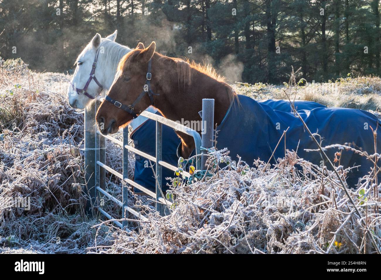 Horses in a frost covered field with steam coming off their bodies in ...