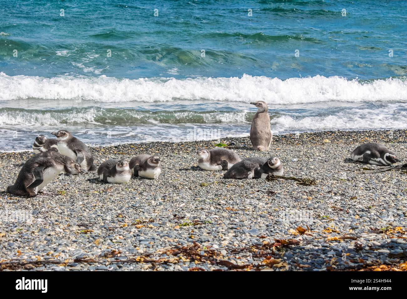 Magellanic penguins colony on Isla Martillo in Ushuaia, Argentina ...