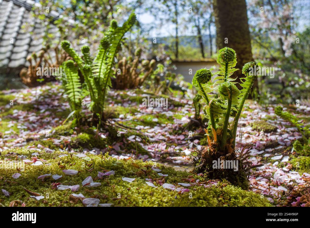 Hama rikuy gardens hi-res stock photography and images - Alamy