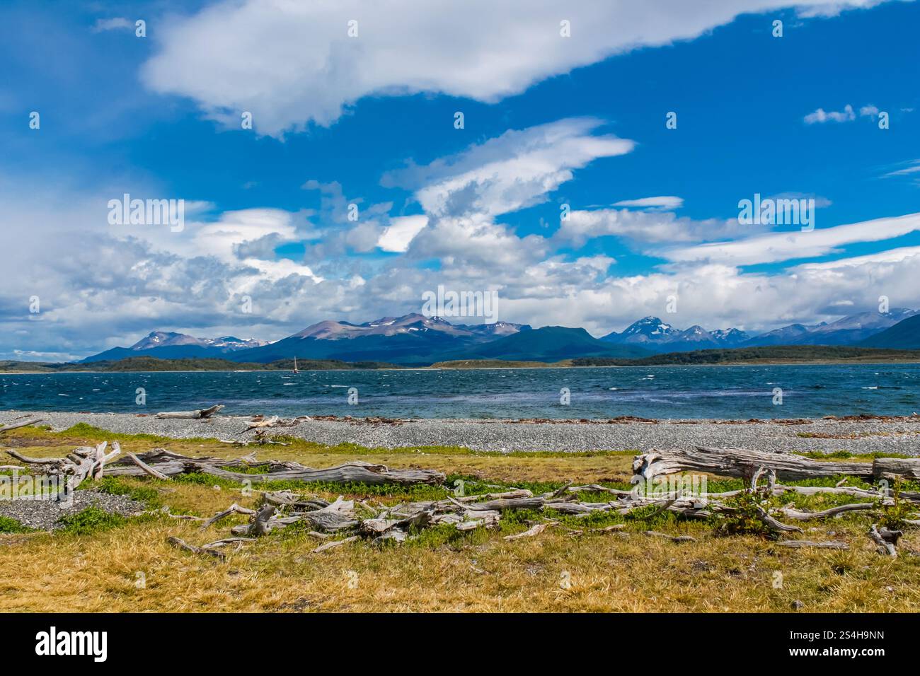 Magellanic penguins colony on Isla Martillo in Ushuaia, Argentina ...