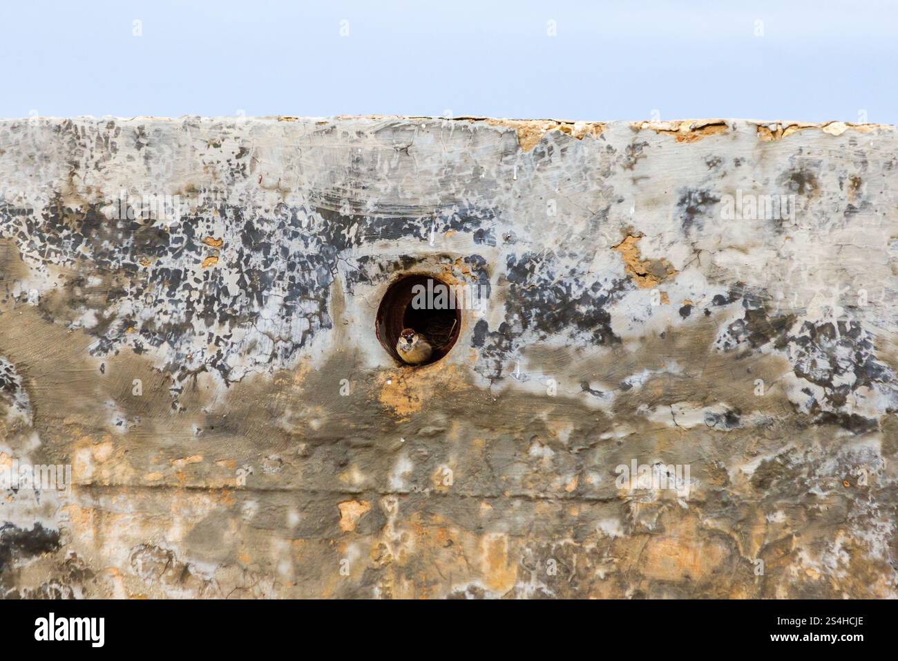 A little bird peeks out of a circular hole in a weathered wall ...