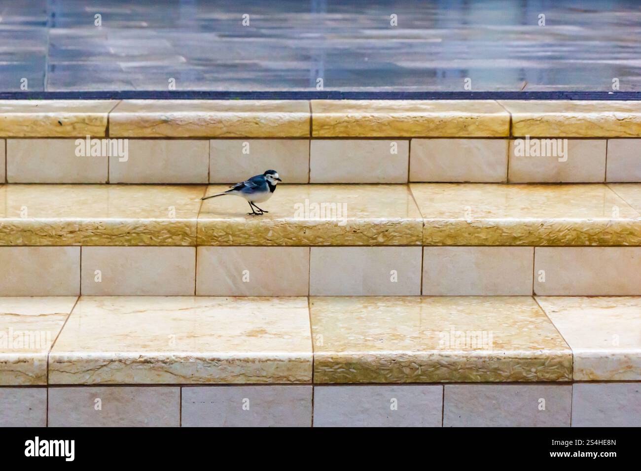 Setting up steps hi-res stock photography and images - Alamy