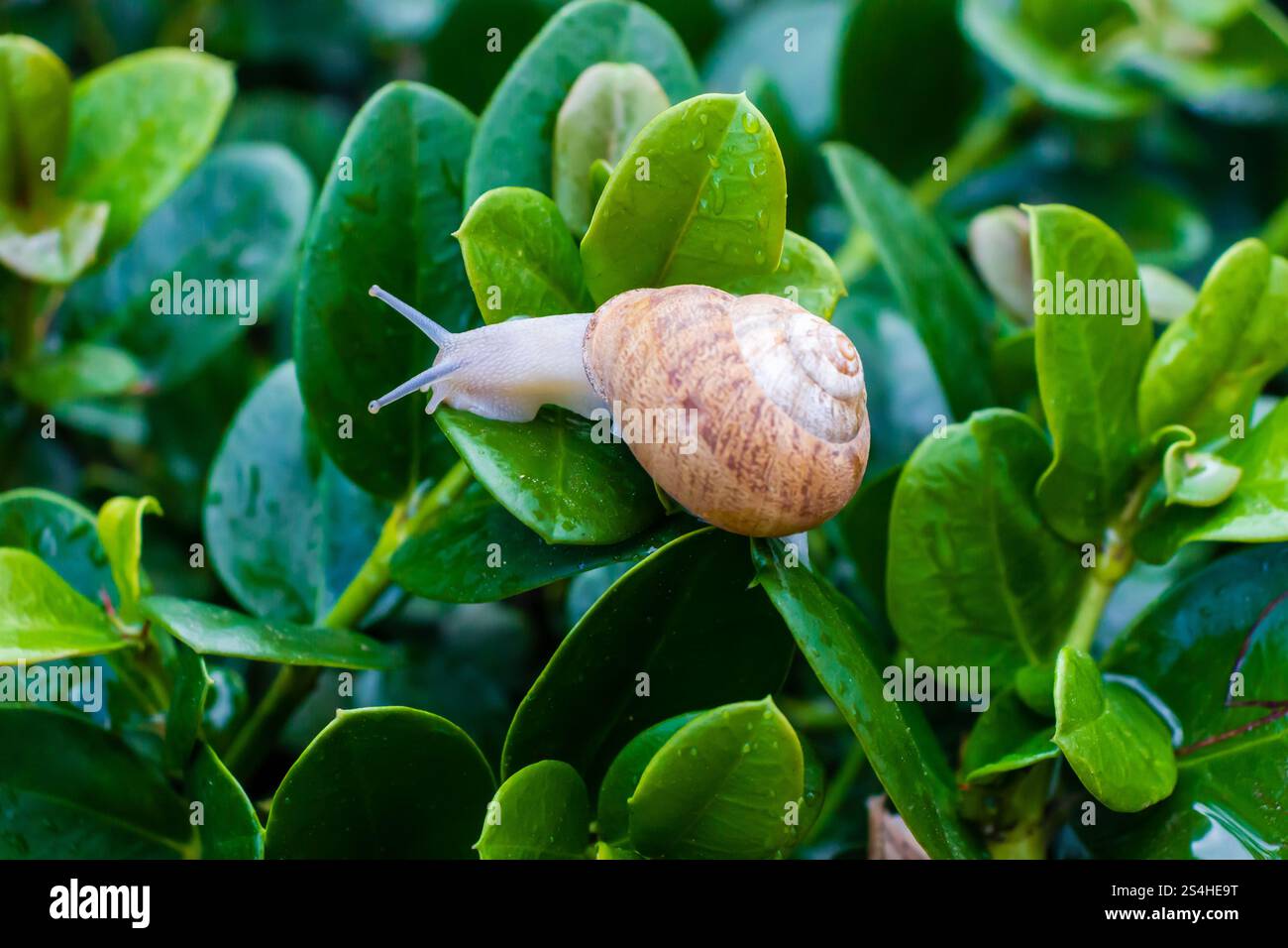 A detailed view of a snail resting on vibrant green leaves, showcasing ...