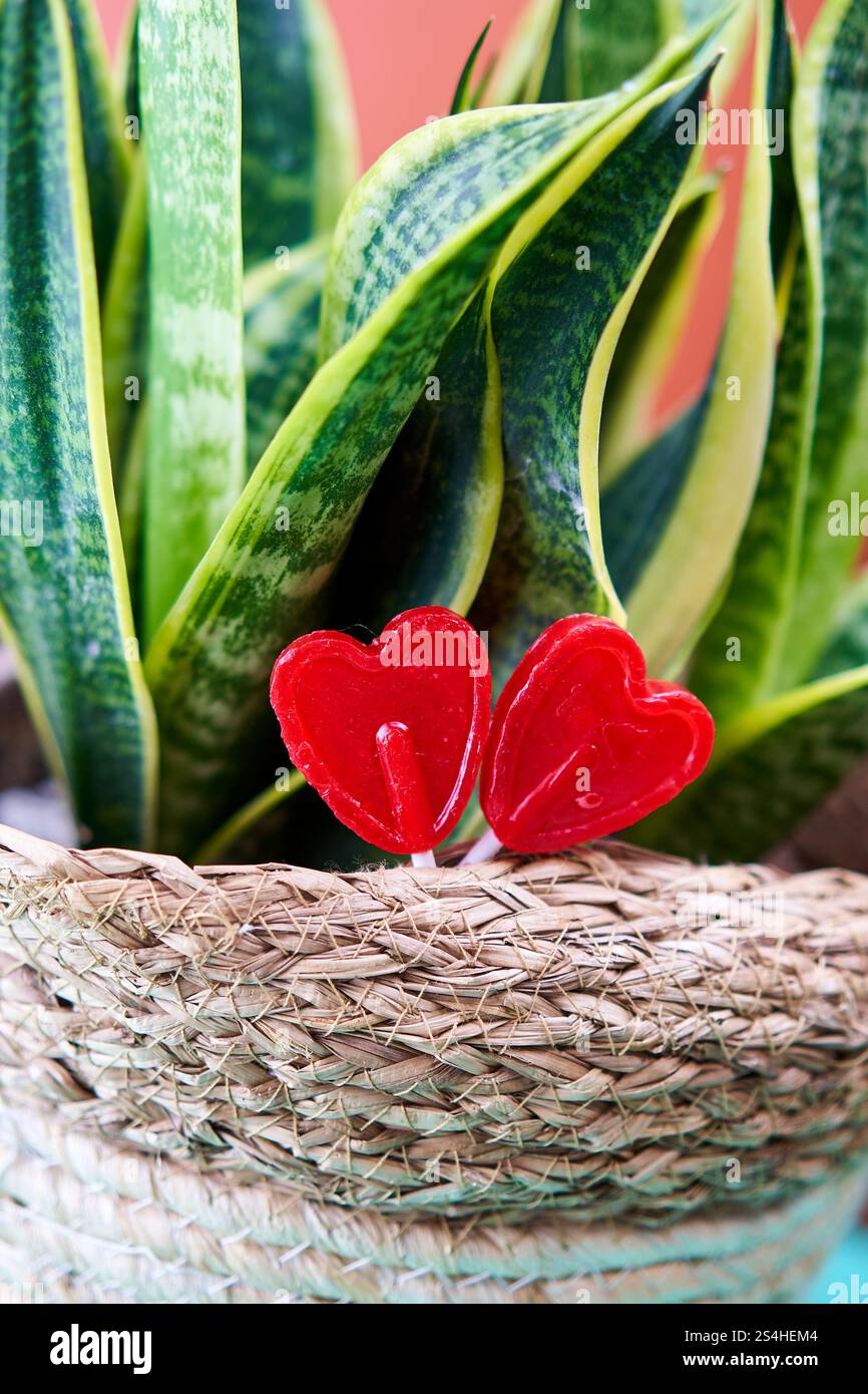 Heart Shaped Candies and Snake Plant in Woven Basket bring romance and ...