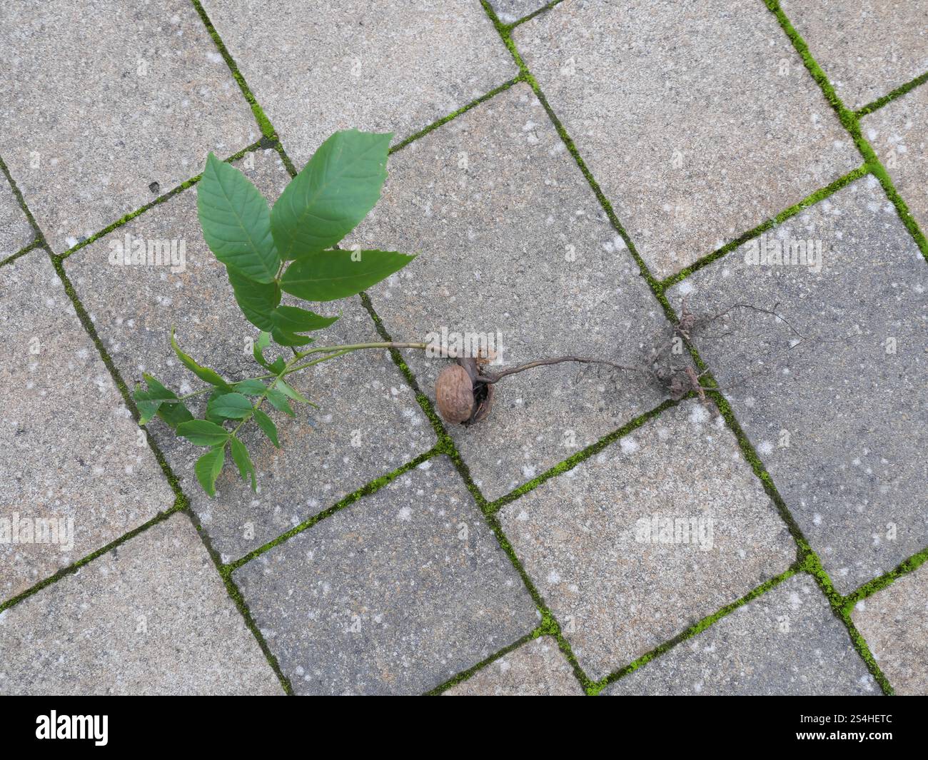 A young walnut plant with leaves, nut and roots lies on paving stones ...