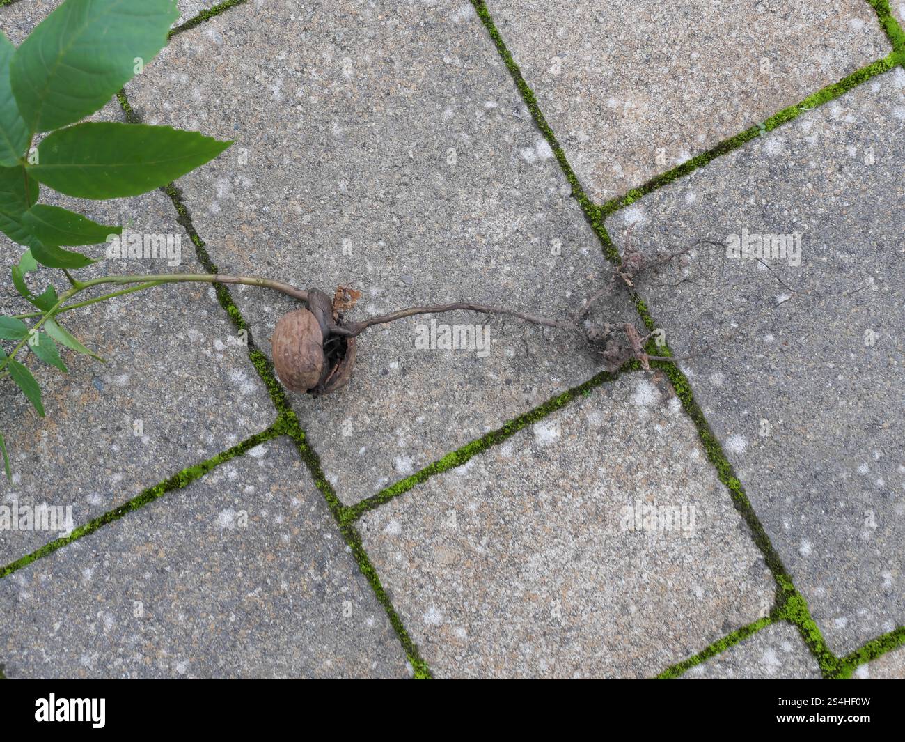 A young walnut plant with leaves, nut and roots lies on paving stones ...