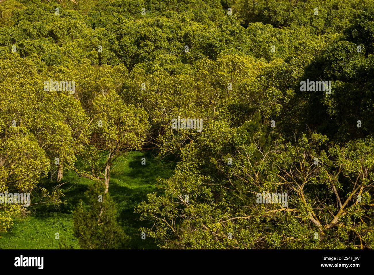 Lush Green Forest Canopy Captured in Bright Sunny Daytime Setting Stock ...