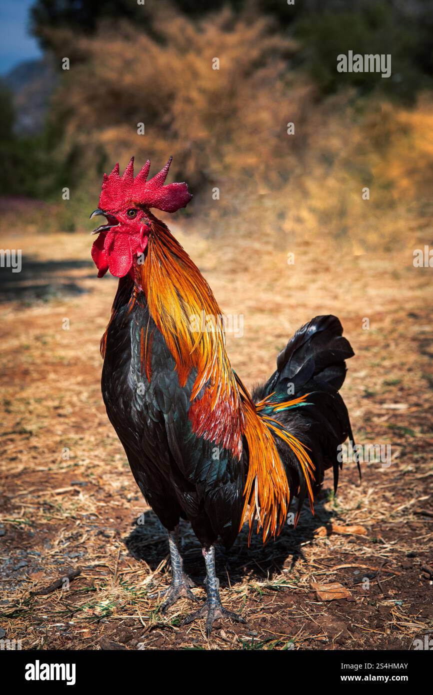 full body of male hybrid red jungle fowl with domestic thai rooster ...