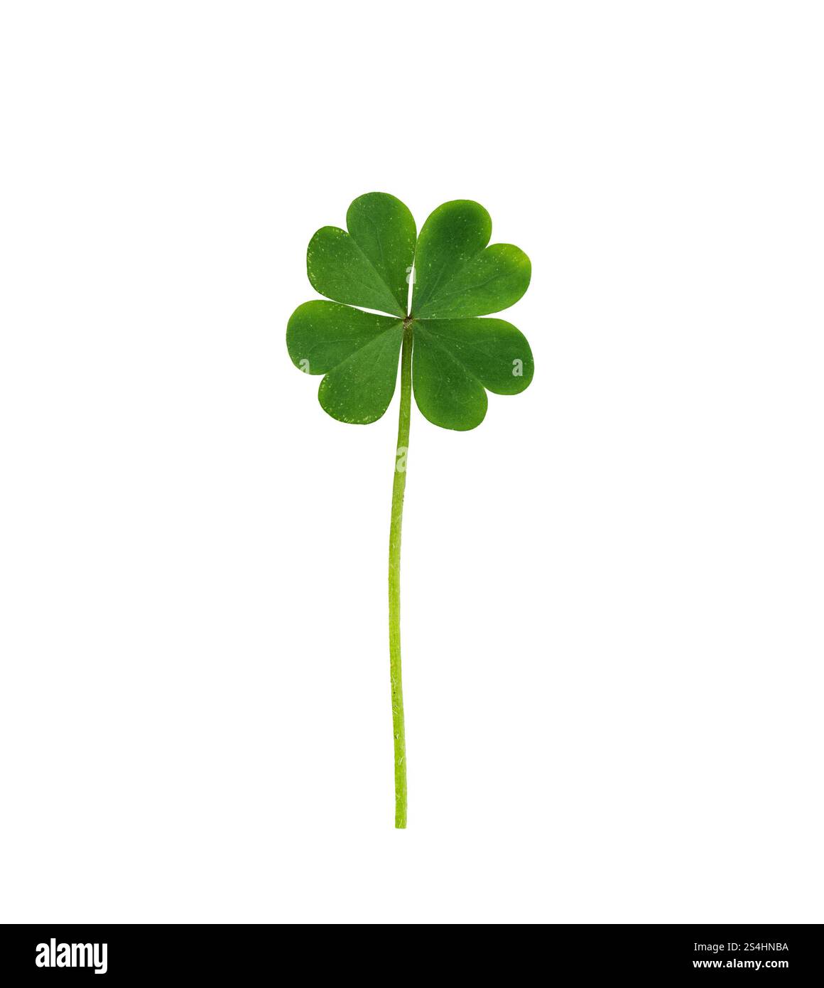 Green shamrock four leaf isolated on white background. Lucky four ...