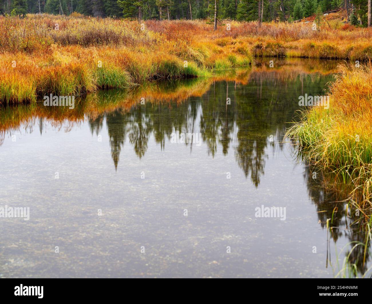 Colorful grasses line a small meandering stream Stock Photo - Alamy