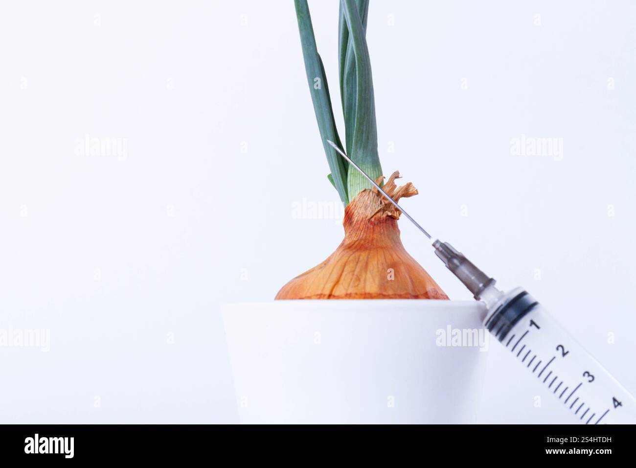 Growing plants in the laboratory. Sprouted green onions on a white ...