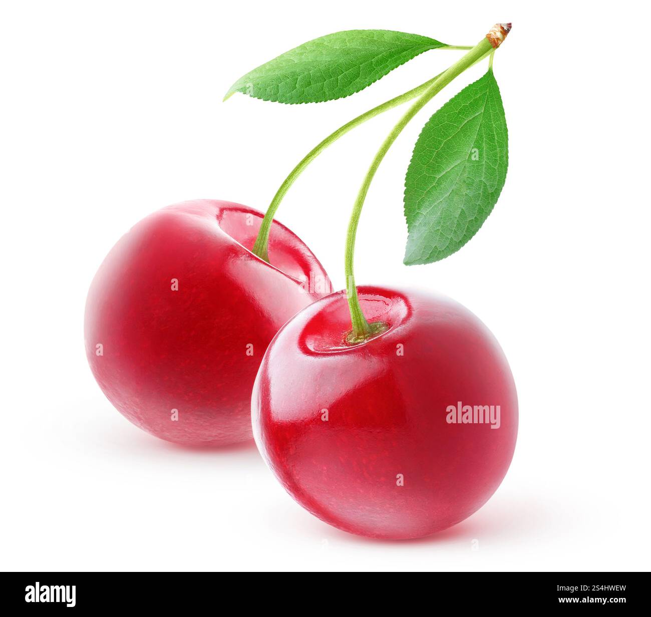 Two sweet cherries on a stem with leaves isolated on white background ...