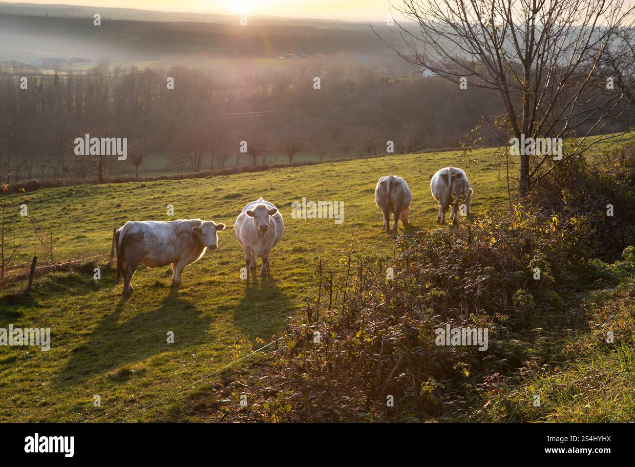 Herd of Charolais cows in a meadow in Burgundy in winter Stock Photo ...
