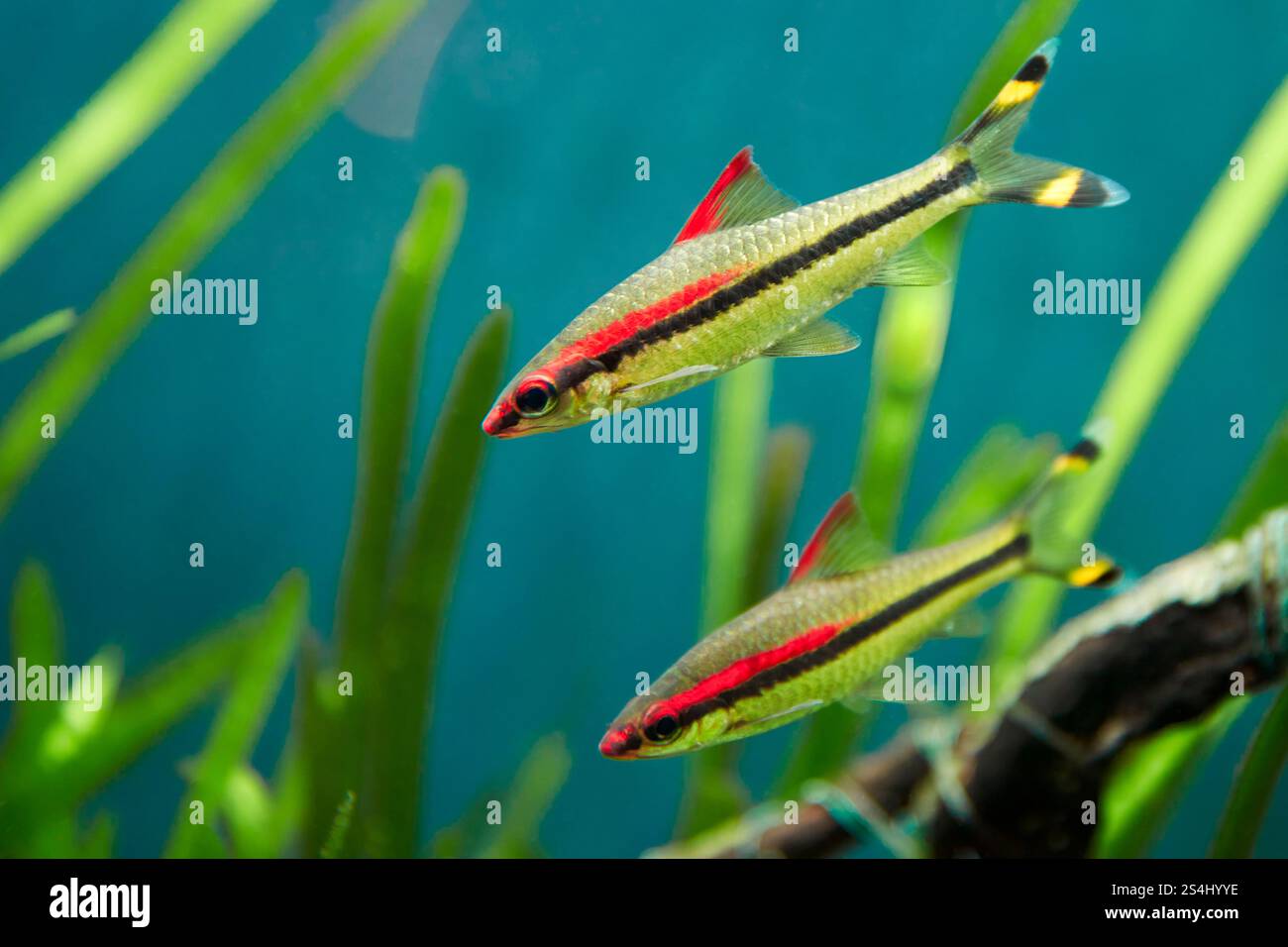 Two captive Denison barbs, aka red-line torpedo barbs (Dawkinsia ...