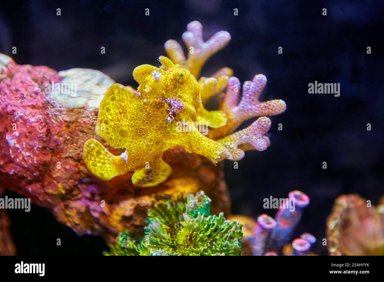 Captive yellow painted frogfish (Antennarius pictus), aka spotted ...